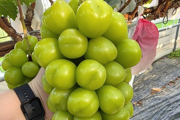 Almost double the volume of Korean Shine Muscat grapes to ship to U.S.