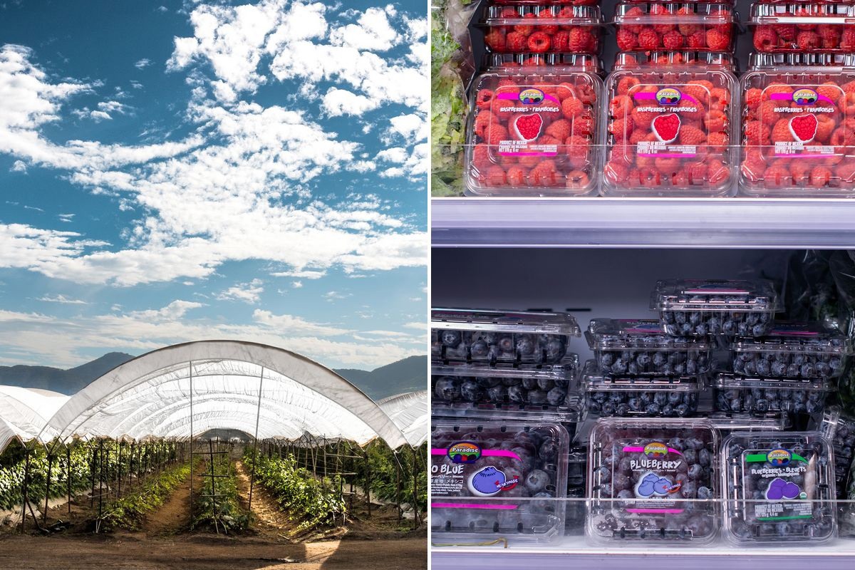 Berries Paradise starts direct distribution model in the U.S. and Canada