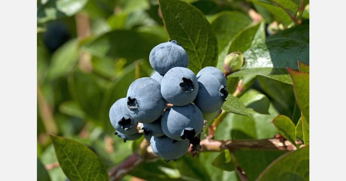 Global recruitment platform for the blueberry industry launches
