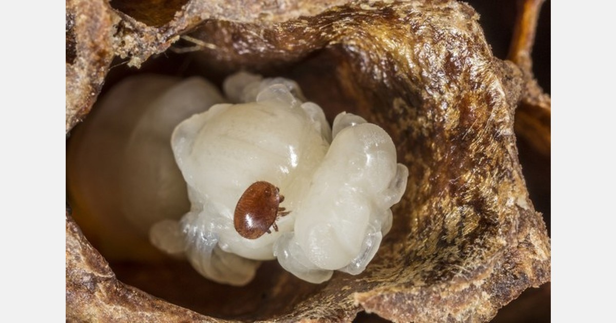 Detection of varroa mite in South Australia