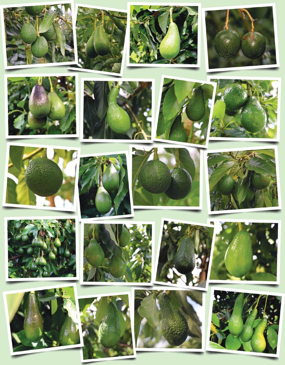 Westfalia to showcase avocado research progress
