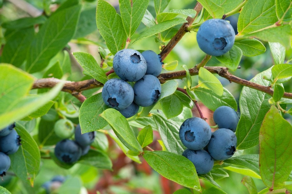 British Columbia researchers uncover blueberry virus test failures