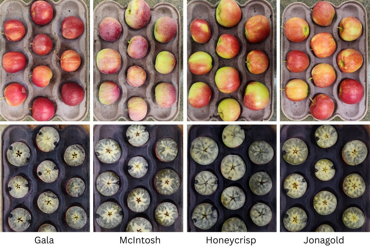 U.S. apple maturity testing begins in Michigan