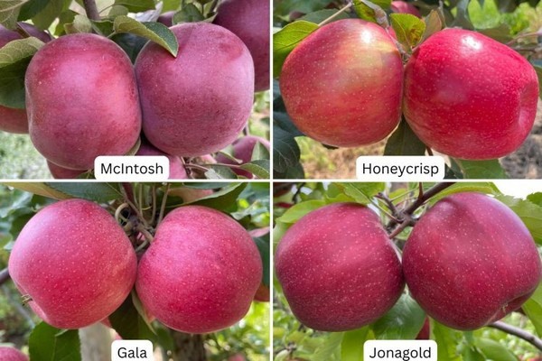 U.S. apple maturity testing begins in Michigan