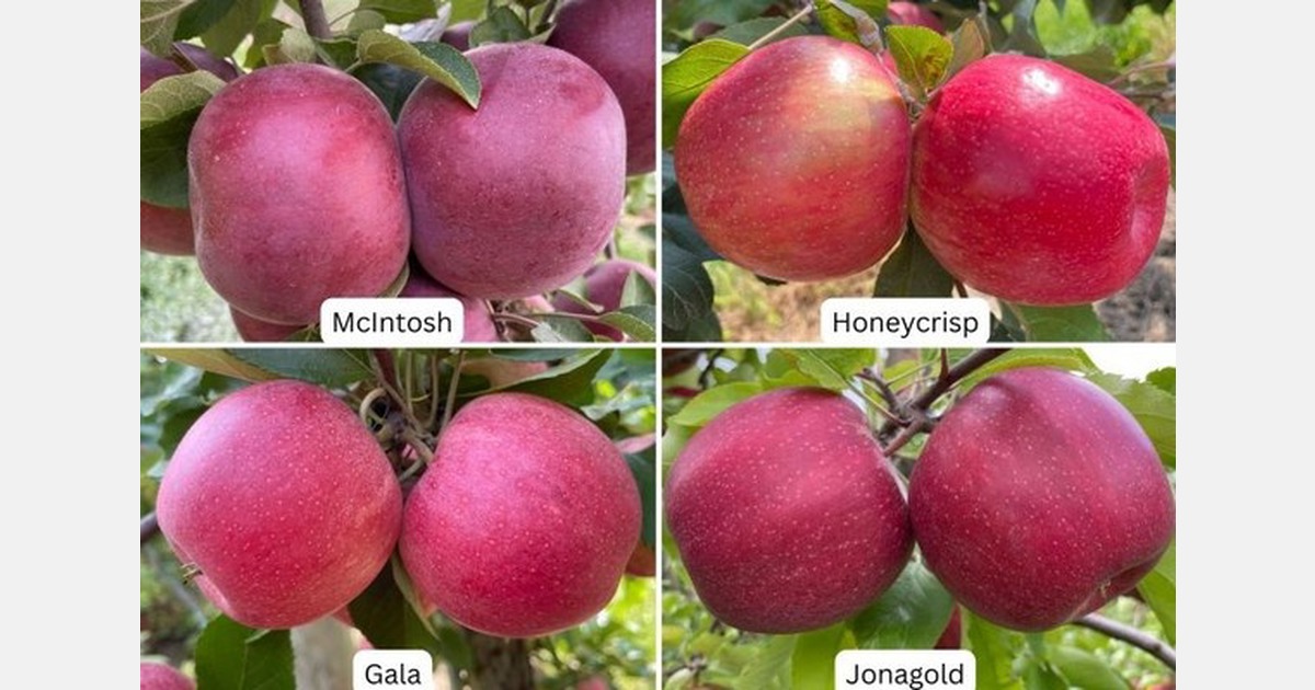 U.S. apple maturity testing begins in Michigan
