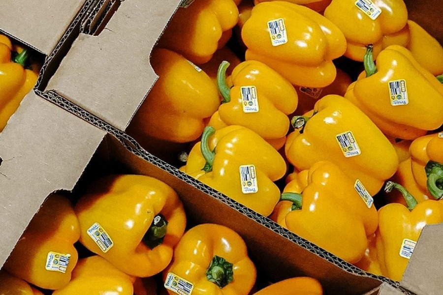 Mexico kicks off bell pepper production
