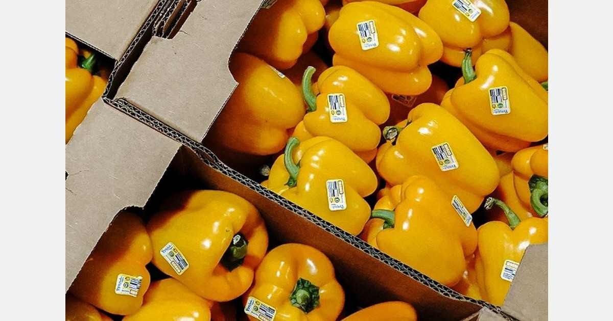 Mexico kicks off bell pepper production