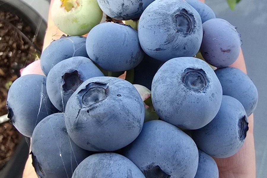 New blueberry variety Highland Charm launched