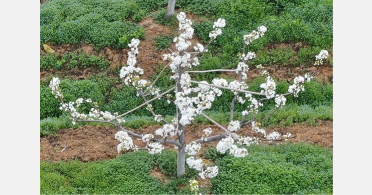 UK and China develop 3D orchard mapping tool