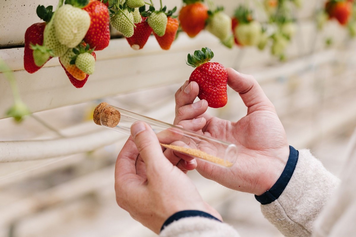 FruitMasters to launch Rubin raspberry variety