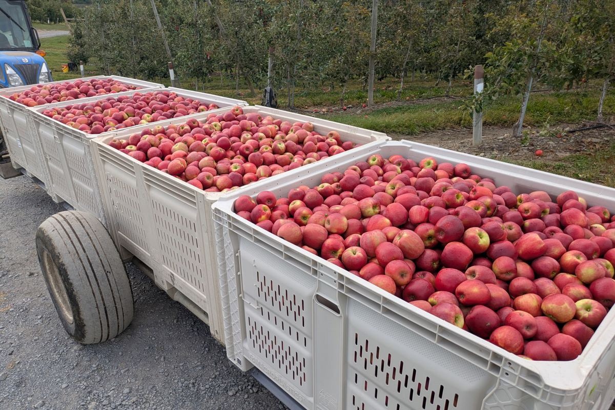 2025 SnapDragon apple harvest kicks off with largest crop yet