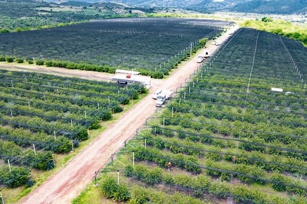 Good guava volume incoming from Mexico