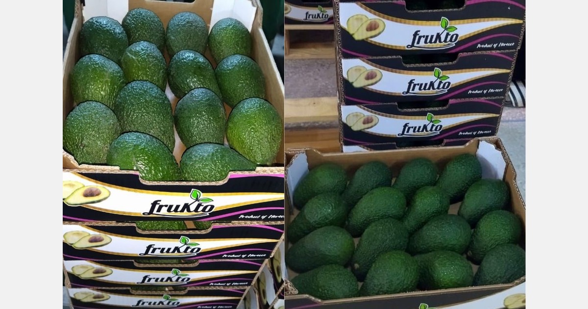 Moroccan avocado growers strive to obtain large-sized fruit