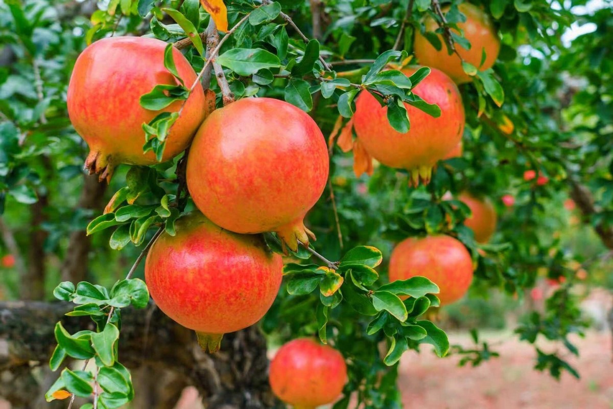 China pomegranate processing expands in Shandong