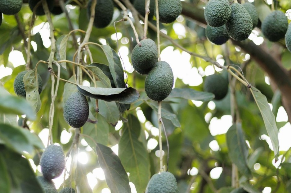 "Egypt is on track to become a major player in the avocado industry"