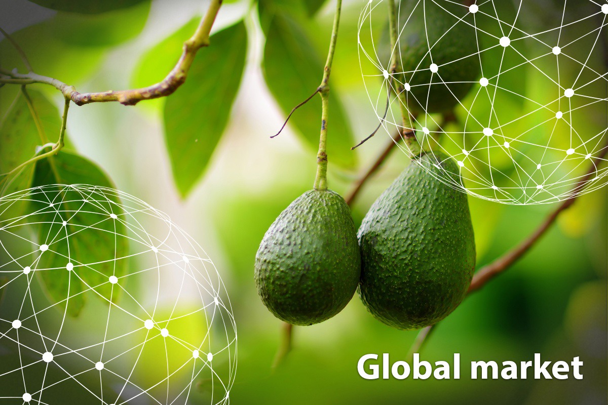 GLOBAL MARKET OVERVIEW AVOCADOS