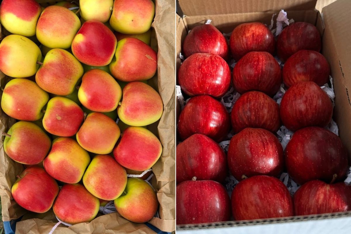 Increasing demand for Iranian apples from Pakistan