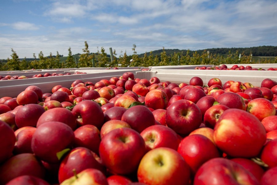 Clean, good apple crop from Pennsylvania helping move fruit