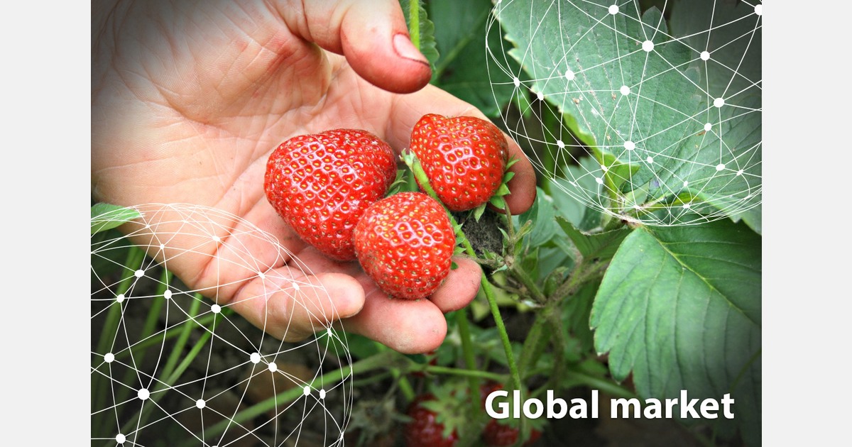 GLOBAL MARKET OVERVIEW STRAWBERRIES