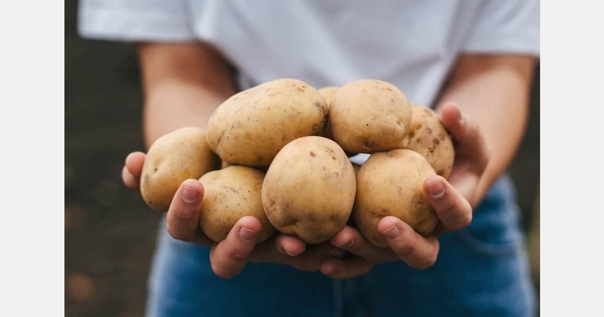 NZ potato industry recognises leaders at 2025 awards