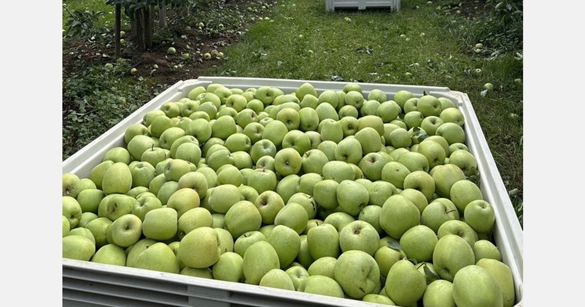 Green Dragon apple comes with a story to tell