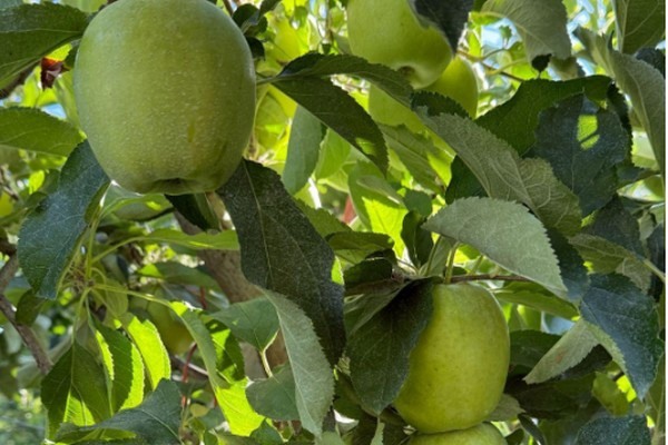 Green Dragon apple comes with a story to tell