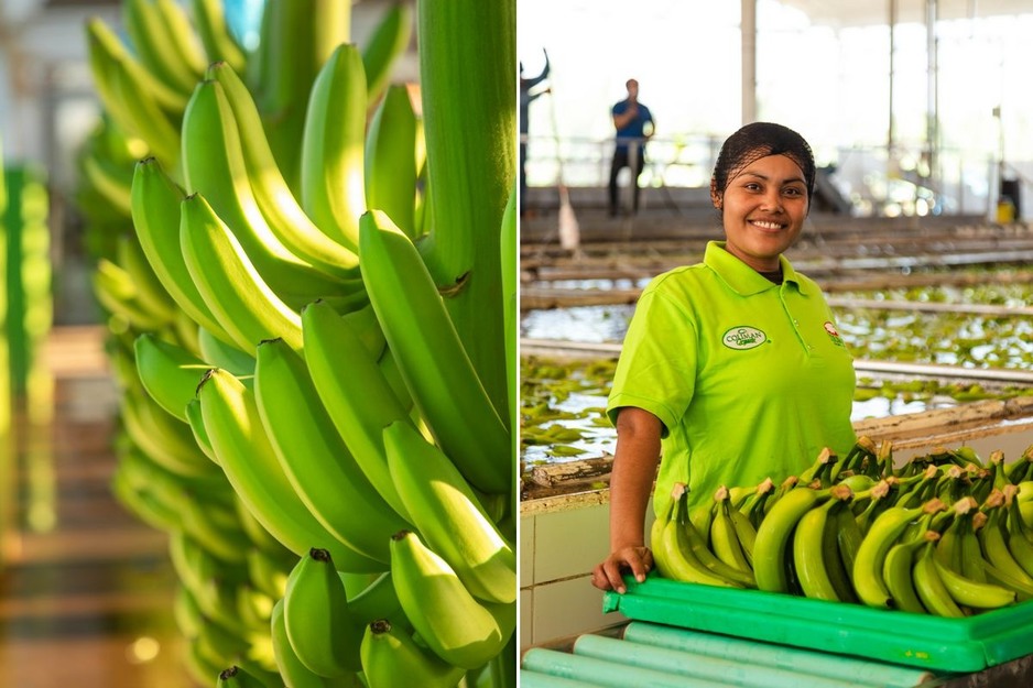 Coliman Bananas puts efforts in Asian market