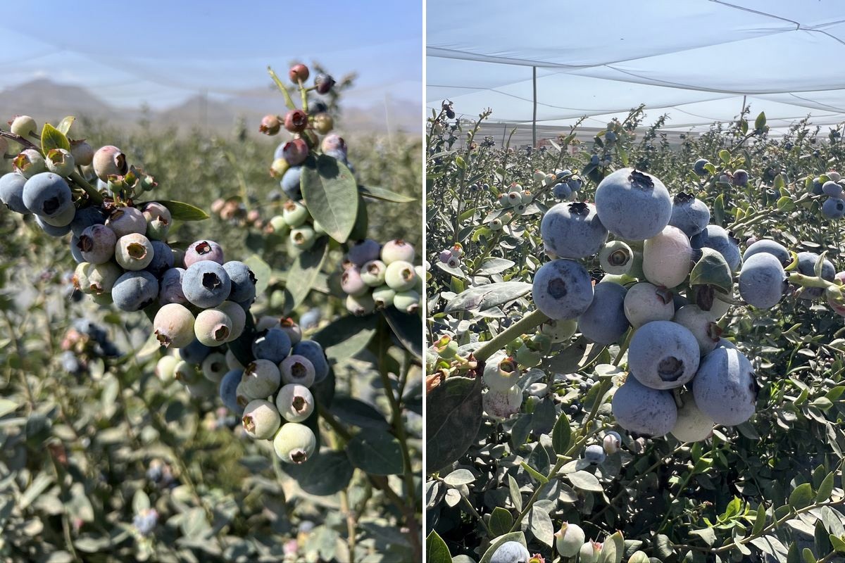 Not enough blueberries from Peru to fill the U.S. pipeline