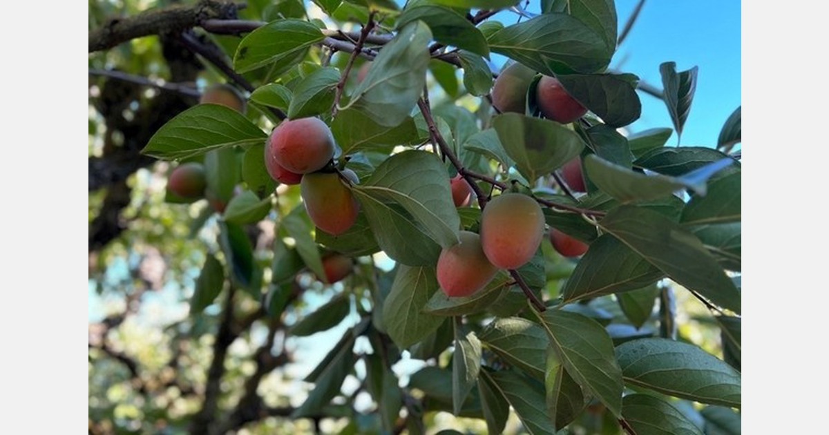 California sees slightly smaller organic persimmon crop