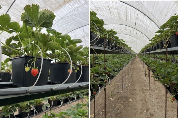 Hydroponic strawberries added to 2026 product lineup