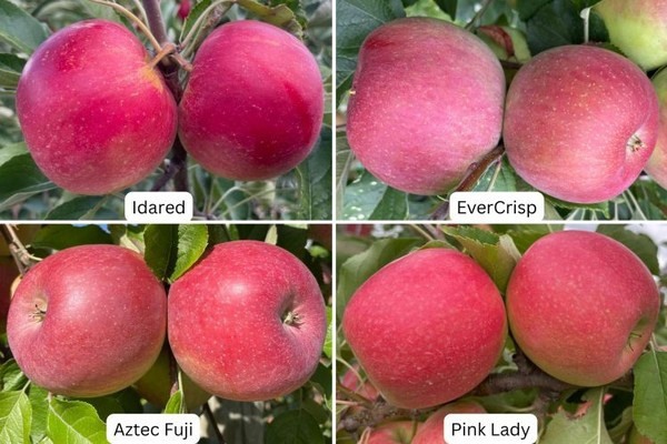 Michigan apple maturity testing shows early harvest