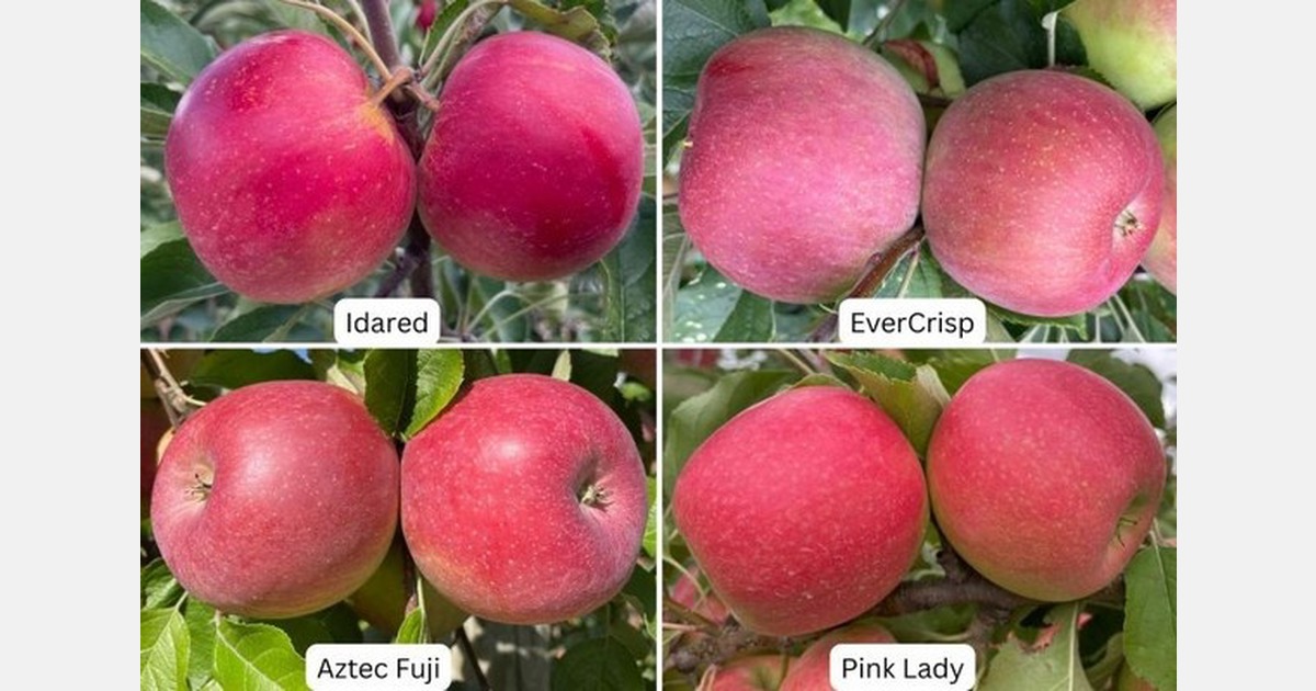 Michigan apple maturity testing shows early harvest