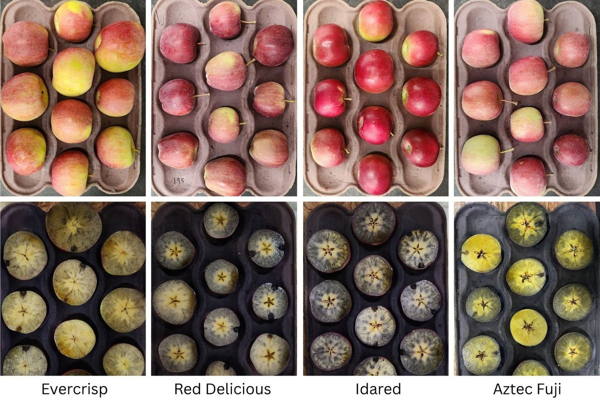 Michigan apple maturity testing shows early harvest