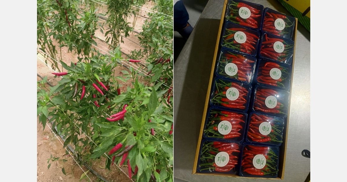 "Chilli peppers are easy to market in Europe thanks to strong demand"