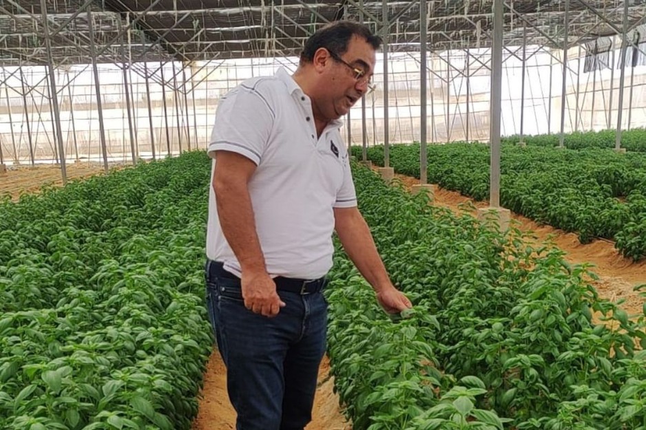 "Chilli peppers are easy to market in Europe thanks to strong demand"