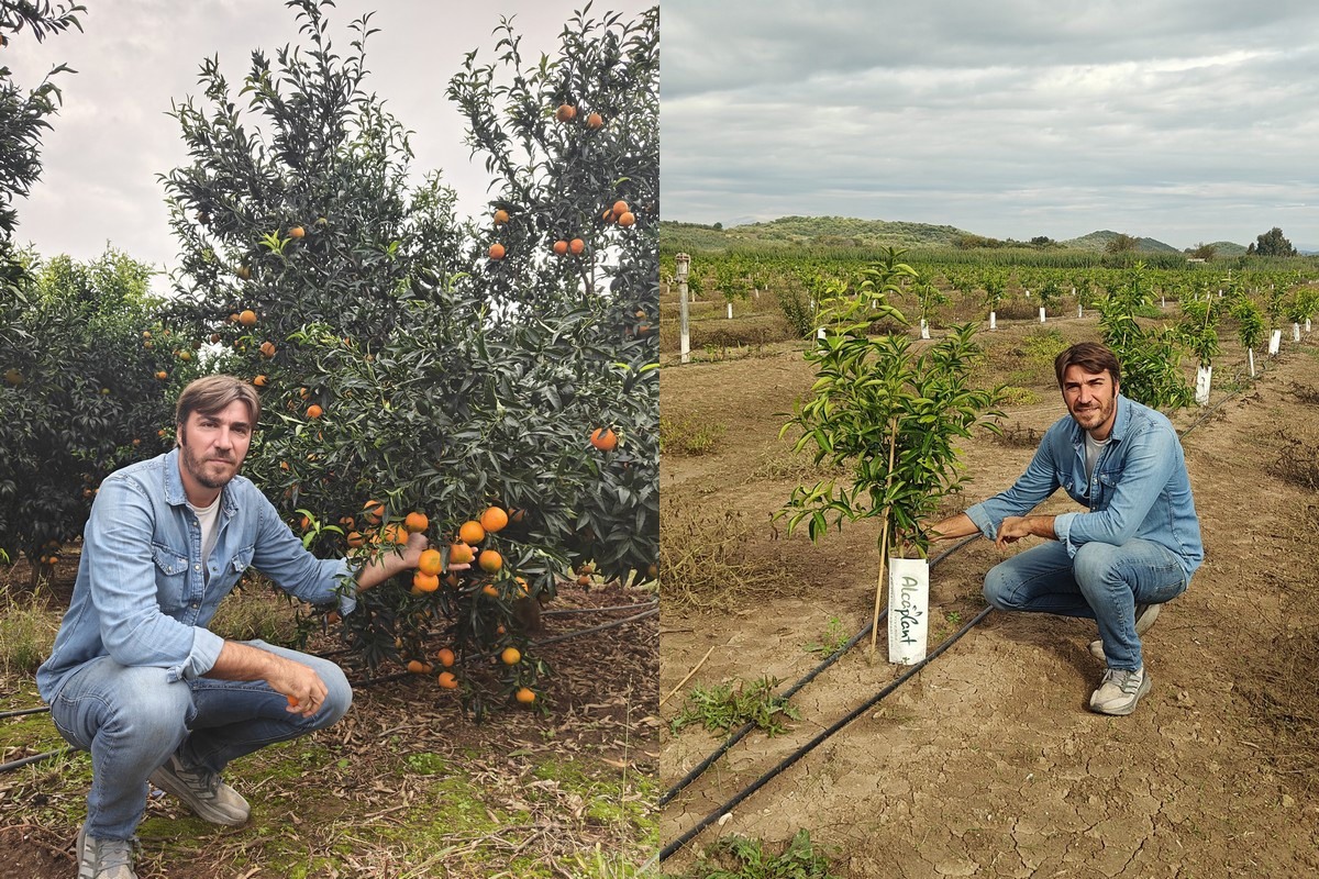 Greek citrus season ramps up, sizes and demand at satisfactory levels ...