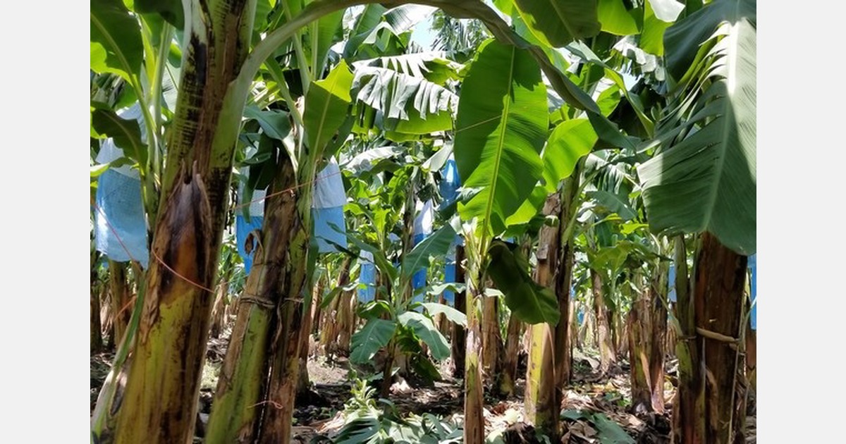 Consumption trends and pricing shift on bananas