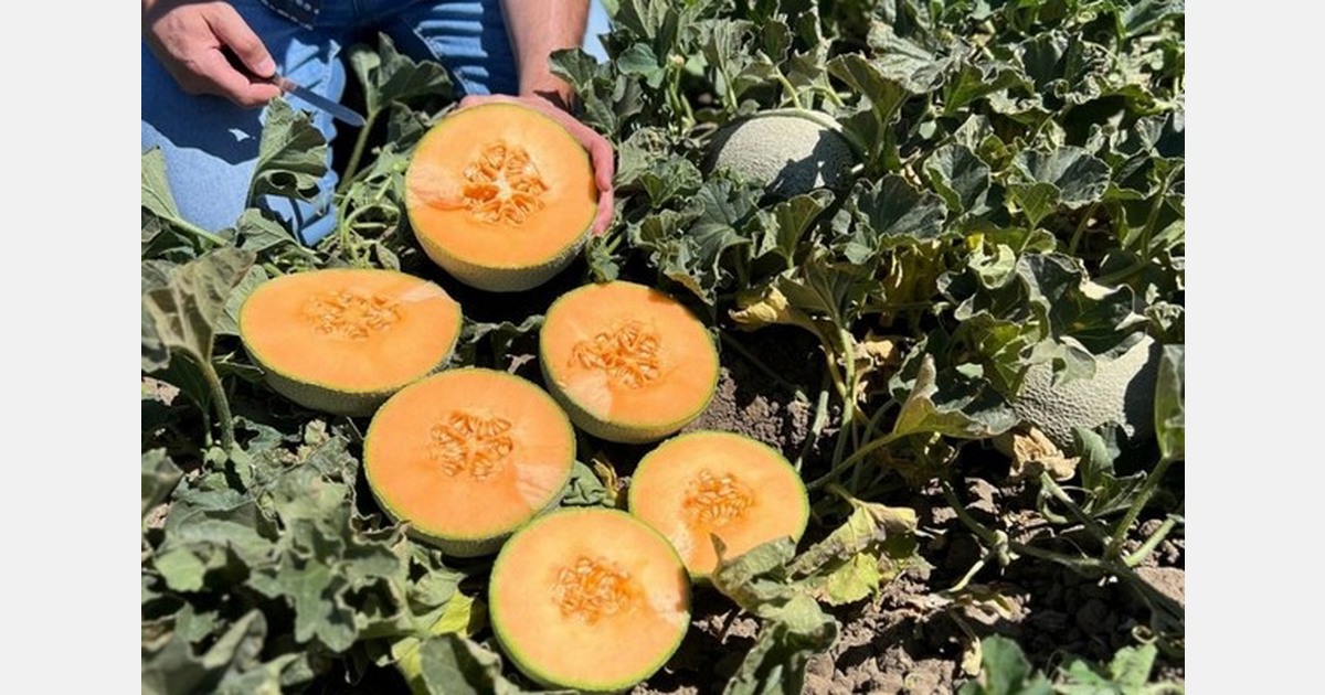 Melon growing transitions back to Arizona