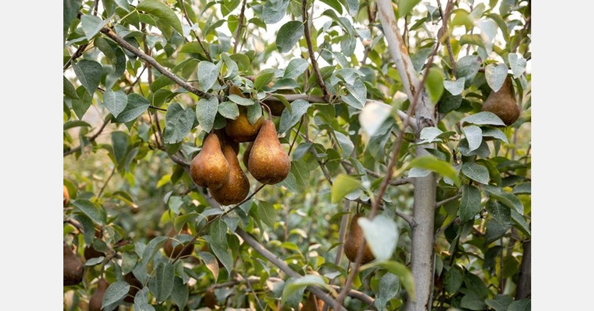 pear leaflet distribution