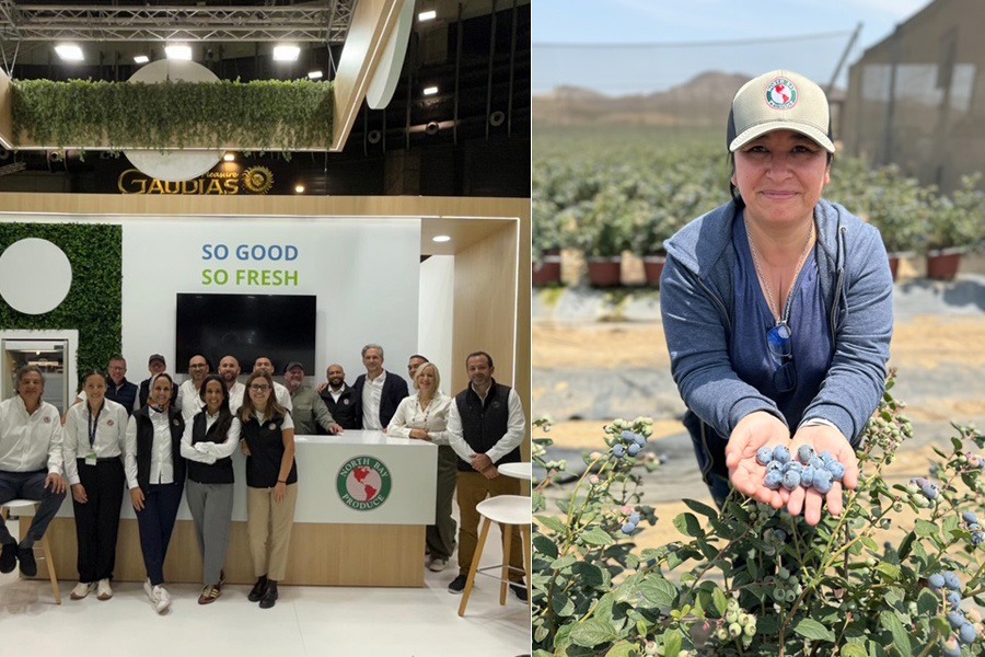 "No pressure on Peruvian blueberry prices, despite peak volumes"