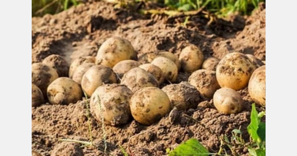 McCain to acquire Penobscot McCrum processing plant