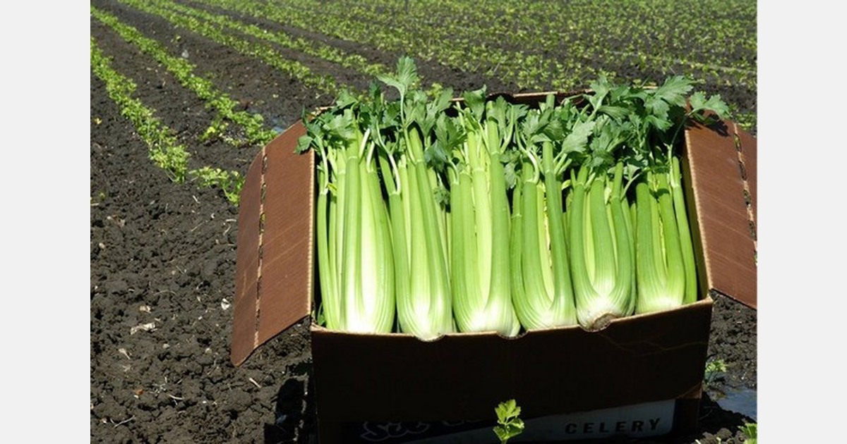 Less celery acreage this season in Oxnard