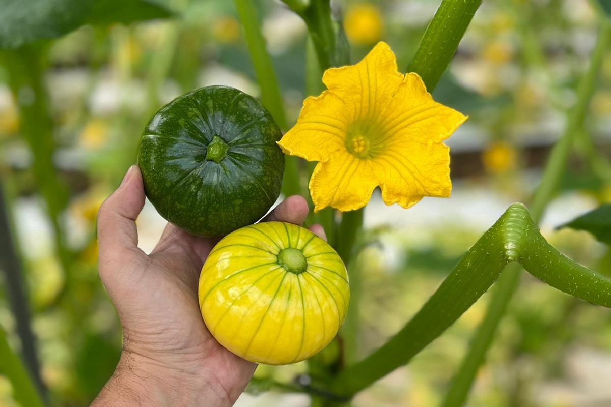 Zucchiolo vegetable launched in U.S. market this year