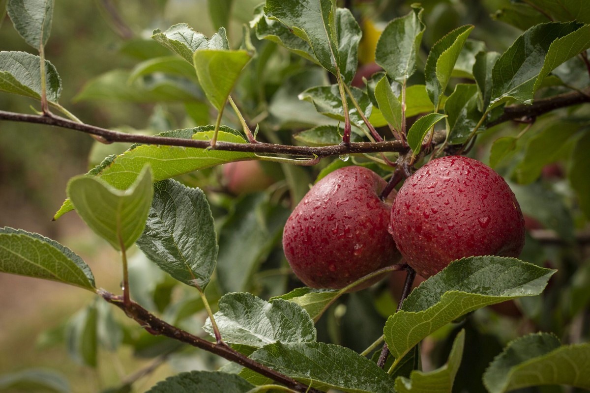 Flash Gala branding gains traction in global apple markets