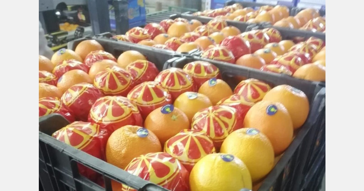 Delayed start to the Egyptian orange export campaign