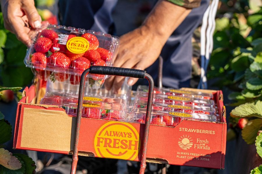 Florida strawberry growers eager to start harvest due to California ...