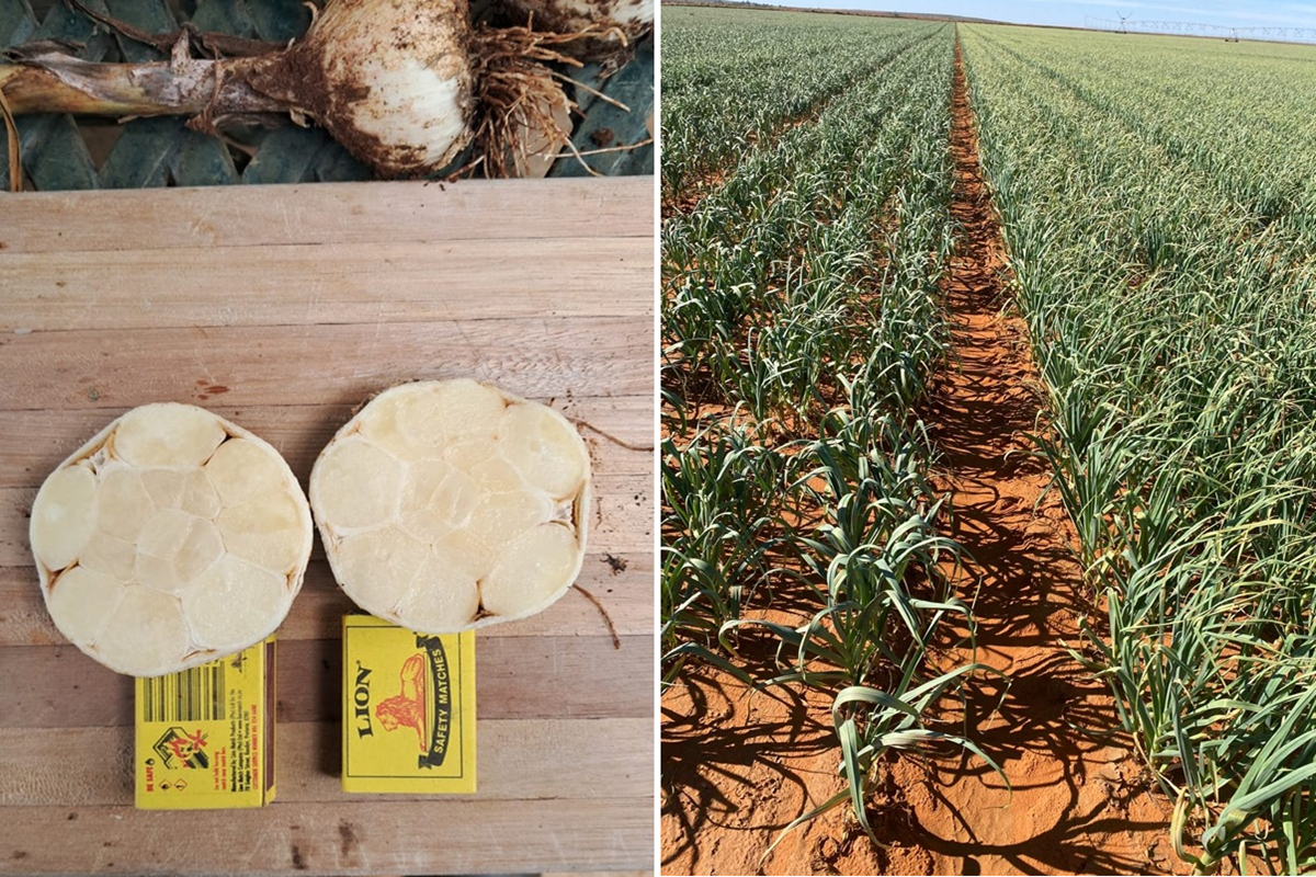Chinese-sized garlic cloves possible for South African growers through ...