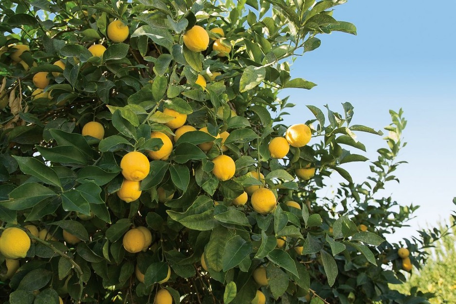 Seedless lemons available year-round due to production expansion into ...