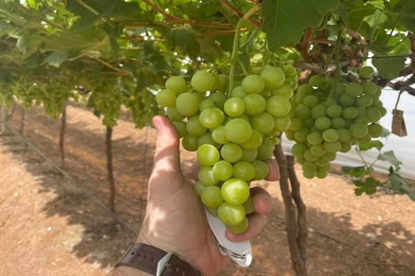 New equipment coming to windproof Cape Town's fruit loading