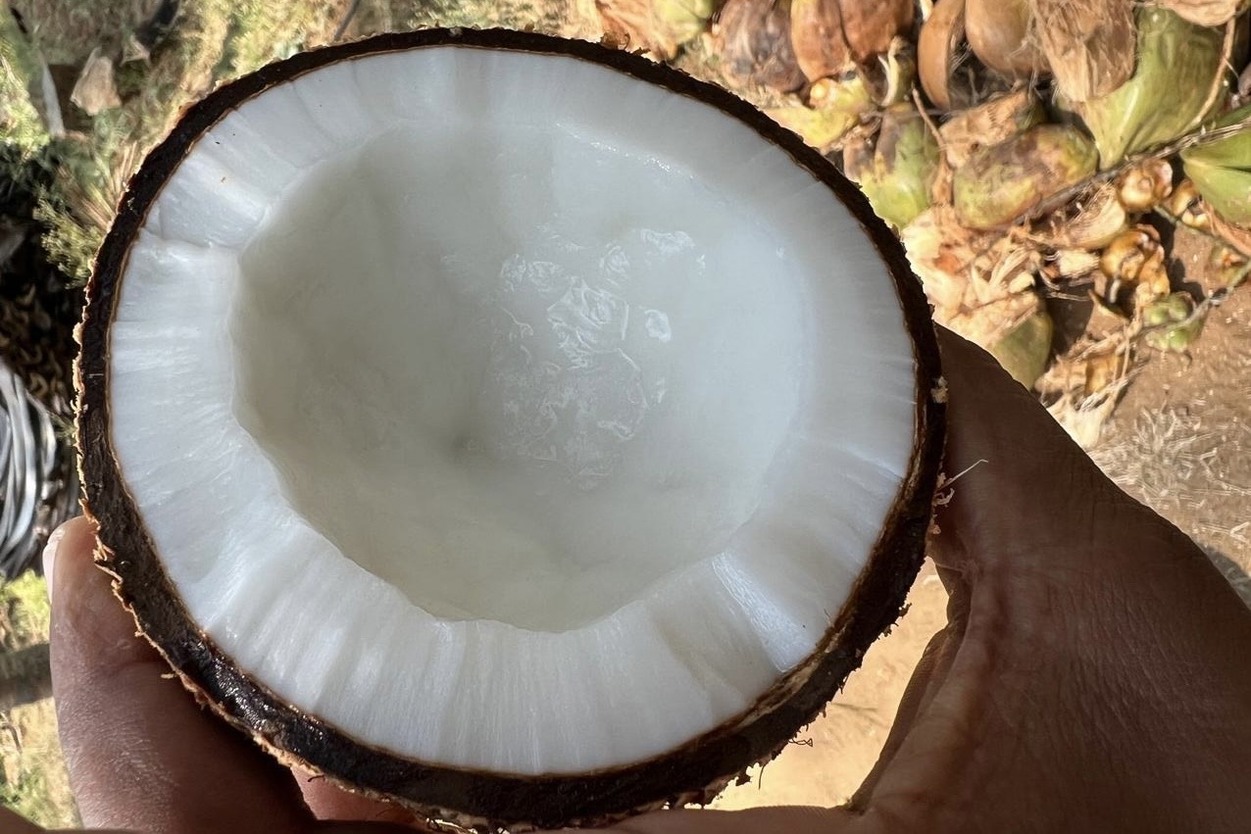 “Traceable mature coconuts attract interest in the UK”